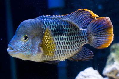 Green Terror (Andinoacara rivulatus) - The Free Freshwater and ...