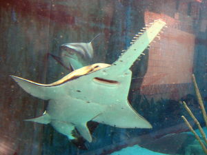 Northern Sawfish (Pristis microdon) - The Free Freshwater and Saltwater ...