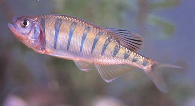 Royal Opsarius (Opsarius pulchellus) - The Free Freshwater and ...
