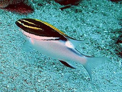 Two-Lined Monocle Bream (Scolopsis bilineata) - The Free Freshwater and ...