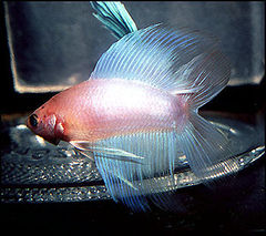 Betta splendens - variations - The Free Freshwater and Saltwater ...
