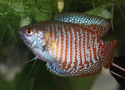 Category:Anabantoids - The Free Freshwater and Saltwater Aquarium ...