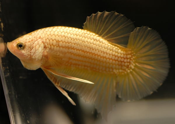Betta splendens - variations - The Free Freshwater and Saltwater ...