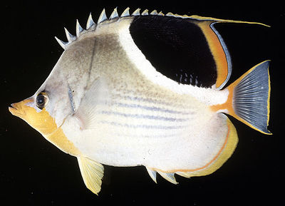 Saddle Butterflyfish (Chaetodon ephippium) - The Free Freshwater and ...