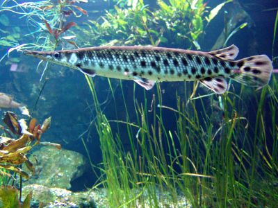 Spotted Gar (Lepisosteus oculatus) - The Free Freshwater and Saltwater ...