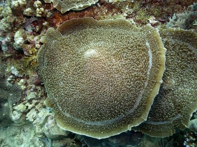Giant Mushroom Anemone (Amplexidiscus fenestrafer) - The Free ...