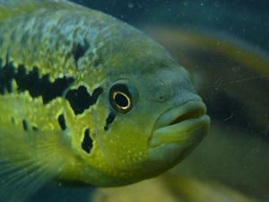 Wolf Cichlid (Parachromis dovii) - The Free Freshwater and Saltwater ...