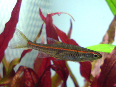 Red Stripe Rasbora (Rasbora pauciperforata) - The Free Freshwater and ...