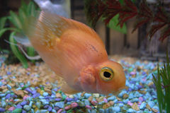 Blood Parrot Cichlid - The Free Freshwater and Saltwater Aquarium ...
