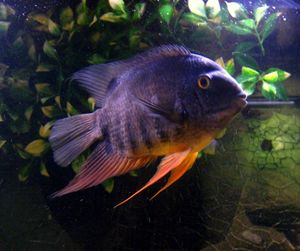 Turquoise Severum (Heros efasciatus) - The Free Freshwater and ...