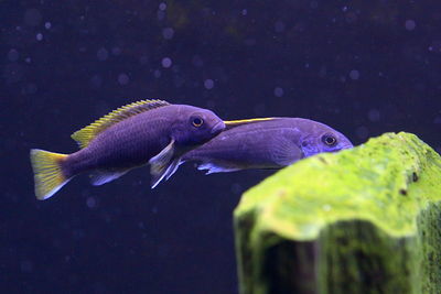 Yellow Tail Acei (Pseudotropheus acei) - The Free Freshwater and ...