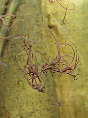 Lumbriculus variegatus - The Free Freshwater and Saltwater Aquarium ...