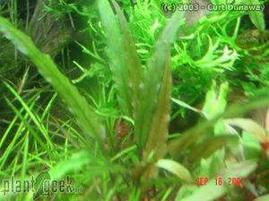 Undulata Crypt (Cryptocoryne undulata) - The Free Freshwater and ...