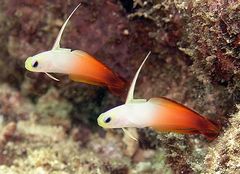 Firefish Goby (Nemateleotris magnifica) - The Free Freshwater and ...