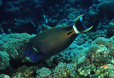 Fowleri Tang (Acanthurus fowleri) - The Free Freshwater and Saltwater ...