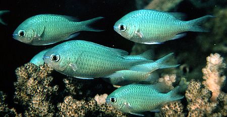 Category:Chromis - The Free Freshwater and Saltwater Aquarium ...