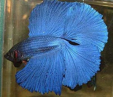 Breeding Betta splendens - The Free Freshwater and Saltwater Aquarium ...
