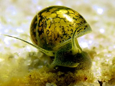 Bladder Snail (Physa acuta) - The Free Freshwater and Saltwater ...
