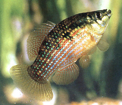 American Flagfish (Jordanella floridae) - The Free Freshwater and ...