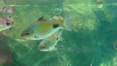 Filament Barb (Dawkinsia filamentosa) - The Free Freshwater and ...