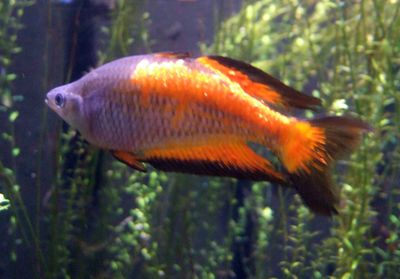 Parkinson's Rainbowfish (Melanotaenia parkinsoni) - The Free Freshwater ...