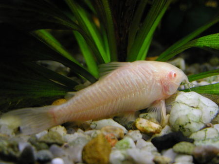 Albino - The Free Freshwater and Saltwater Aquarium Encyclopedia Anyone ...