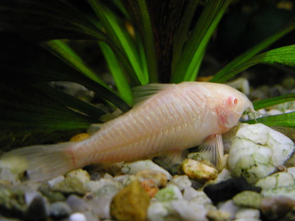 Albino - The Free Freshwater and Saltwater Aquarium Encyclopedia Anyone ...