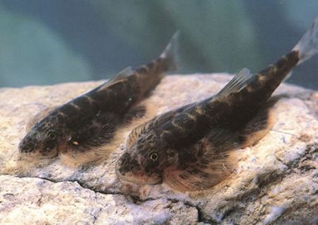 Chinese Sucker - The Free Freshwater and Saltwater Aquarium ...