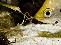 Lumbriculus variegatus - The Free Freshwater and Saltwater Aquarium ...