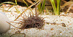 Lumbriculus variegatus - The Free Freshwater and Saltwater Aquarium ...