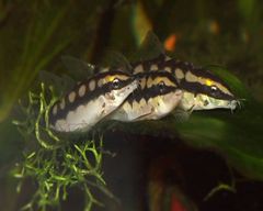 Dwarf Chain Loach (Yasuhikotakia sidthimunki) - The Free Freshwater and ...