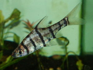False Eight-Banded Barb (Eirmotus octozona) - The Free Freshwater and ...