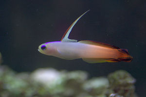 Firefish Goby (Nemateleotris magnifica) - The Free Freshwater and ...