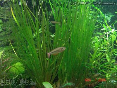 Bamboo Plant (Blyxa aubertii) - The Free Freshwater and Saltwater ...