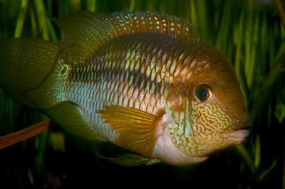 Yellow Acara (Aequidens metae) - The Free Freshwater and Saltwater ...