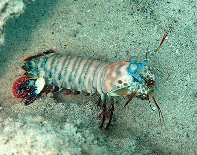 Clown Mantis Shrimp (Odontodactylus scyllarus) - The Free Freshwater ...