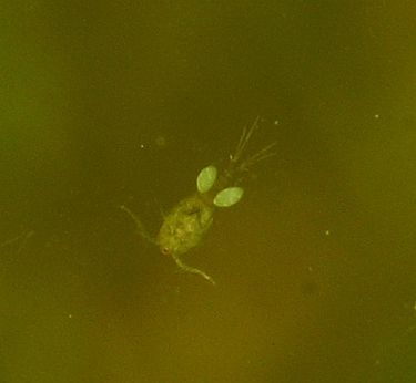 Cyclops - The Free Freshwater and Saltwater Aquarium Encyclopedia ...