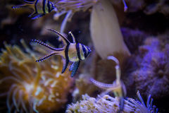 Bangai Cardinalfish (Pterapogon kauderni) - The Free Freshwater and ...