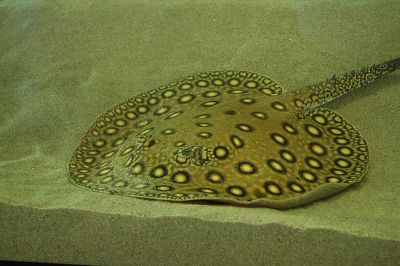 Motoro Stingray (Potamotrygon motoro) - The Free Freshwater and ...