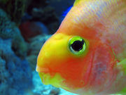 Blood Parrot Cichlid - The Free Freshwater and Saltwater Aquarium ...