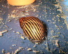 Zebra Nerite Snail (Nerita natalensis) - The Free Freshwater and ...