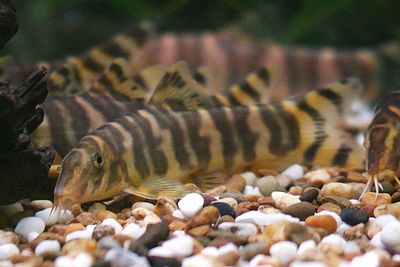 Emperor Loach (Botia udomritthiruji) - The Free Freshwater and ...